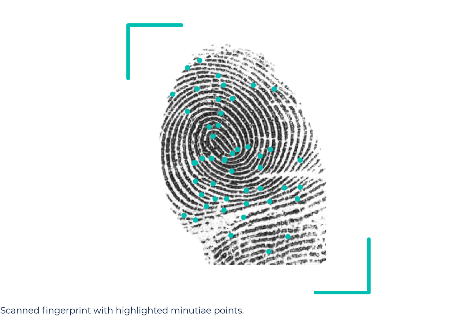 The magic of synthetic data: How nonexistent fingerprints help identify ...