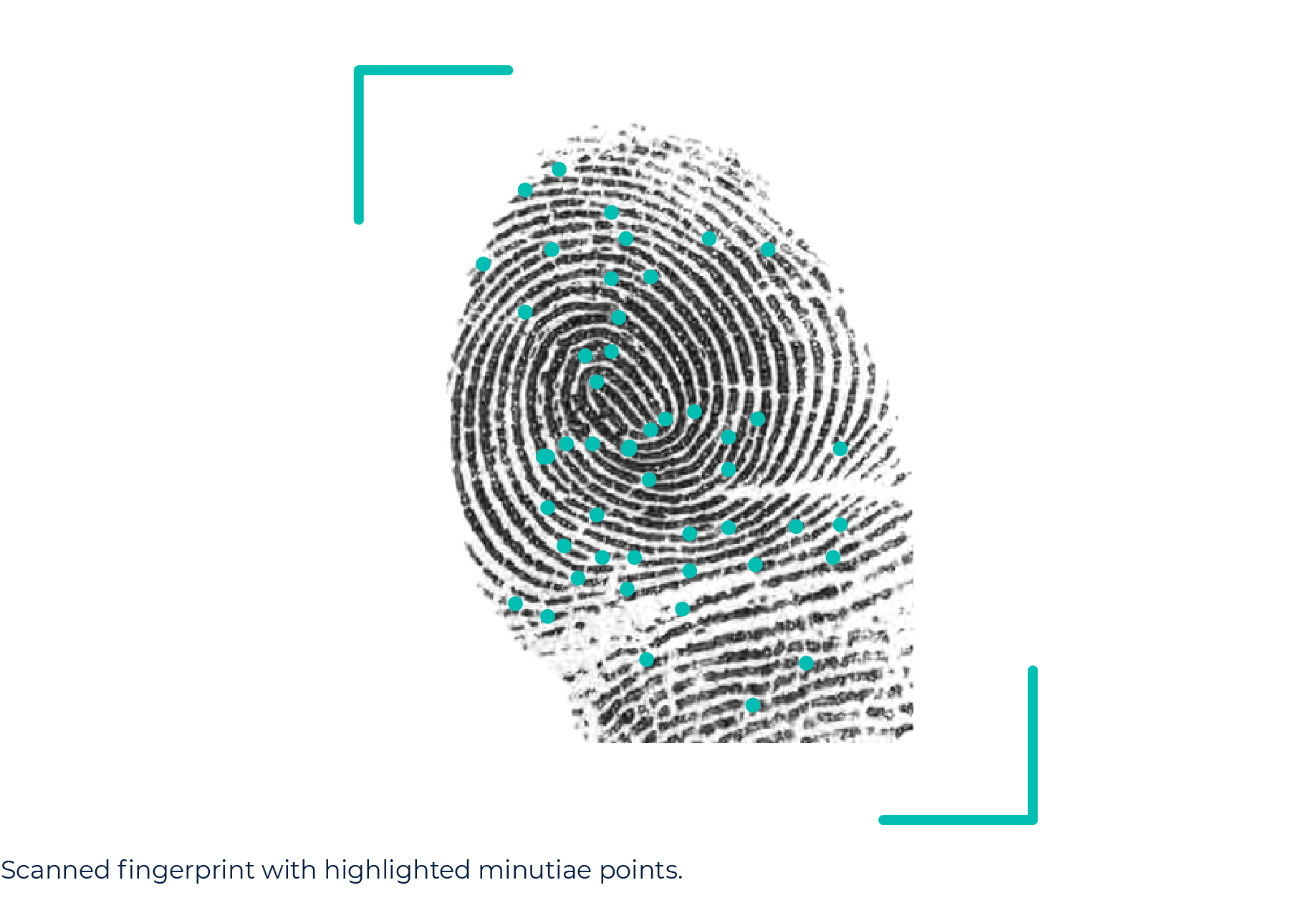 The magic of synthetic data: How nonexistent fingerprints help identify ...